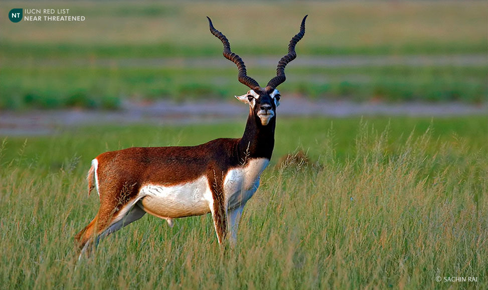 Black-buck-sachin-rai – Sachin Rai