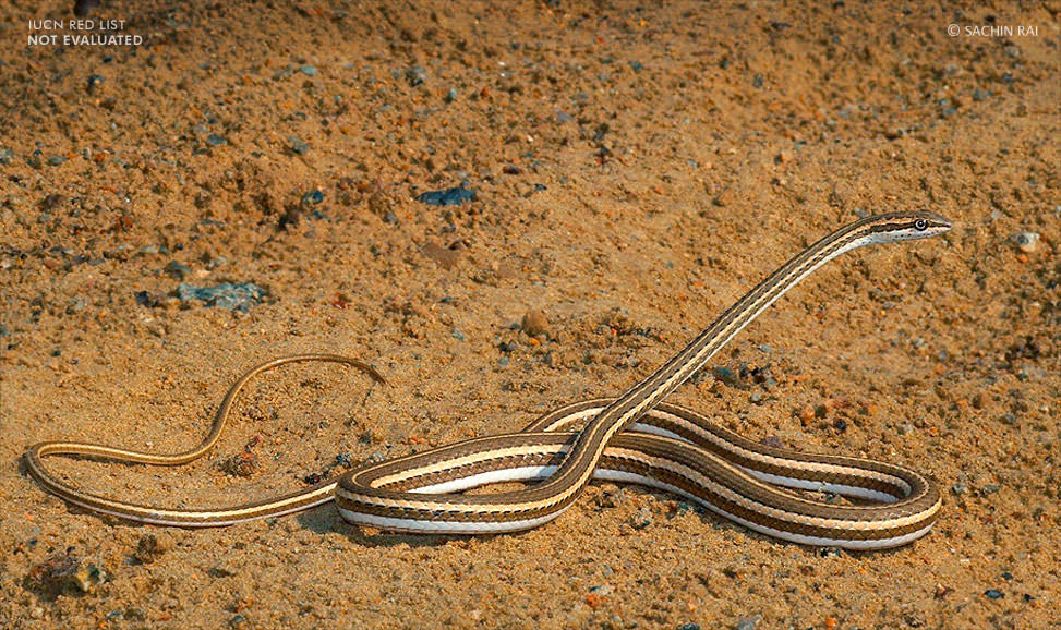 IUCN Status – Sachin Rai