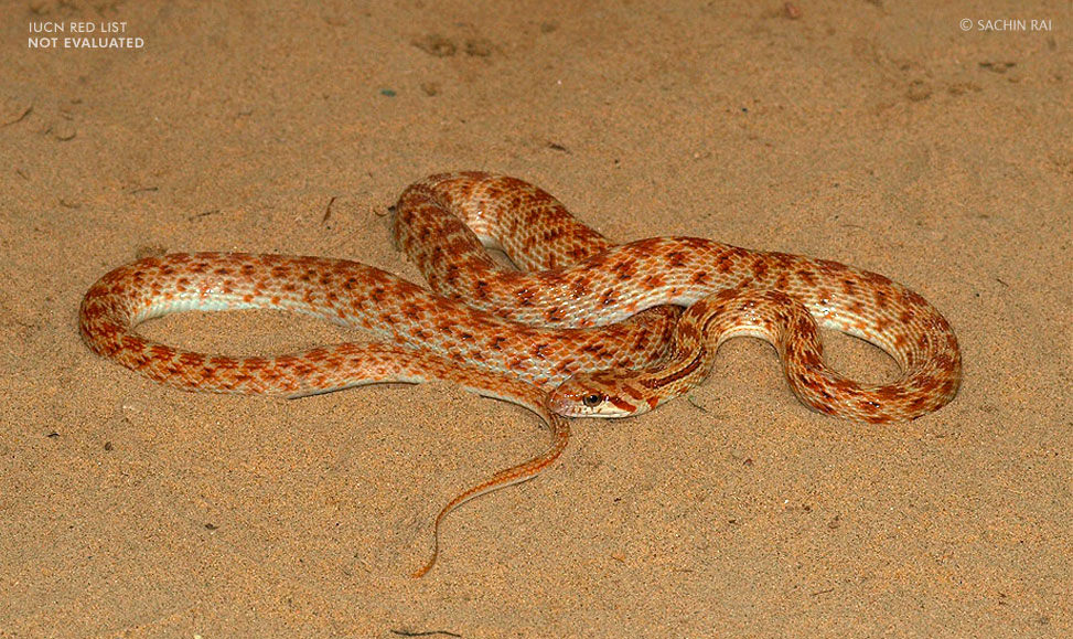 Spalerosophis-arenarius-red-spotted-royal-snake – Sachin Rai