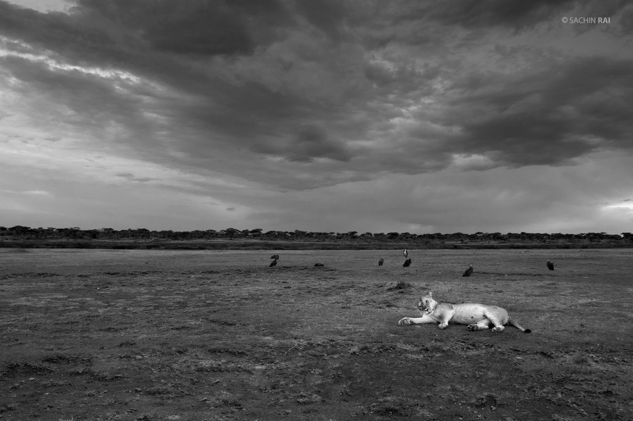 Monochrome Prints – Sachin Rai