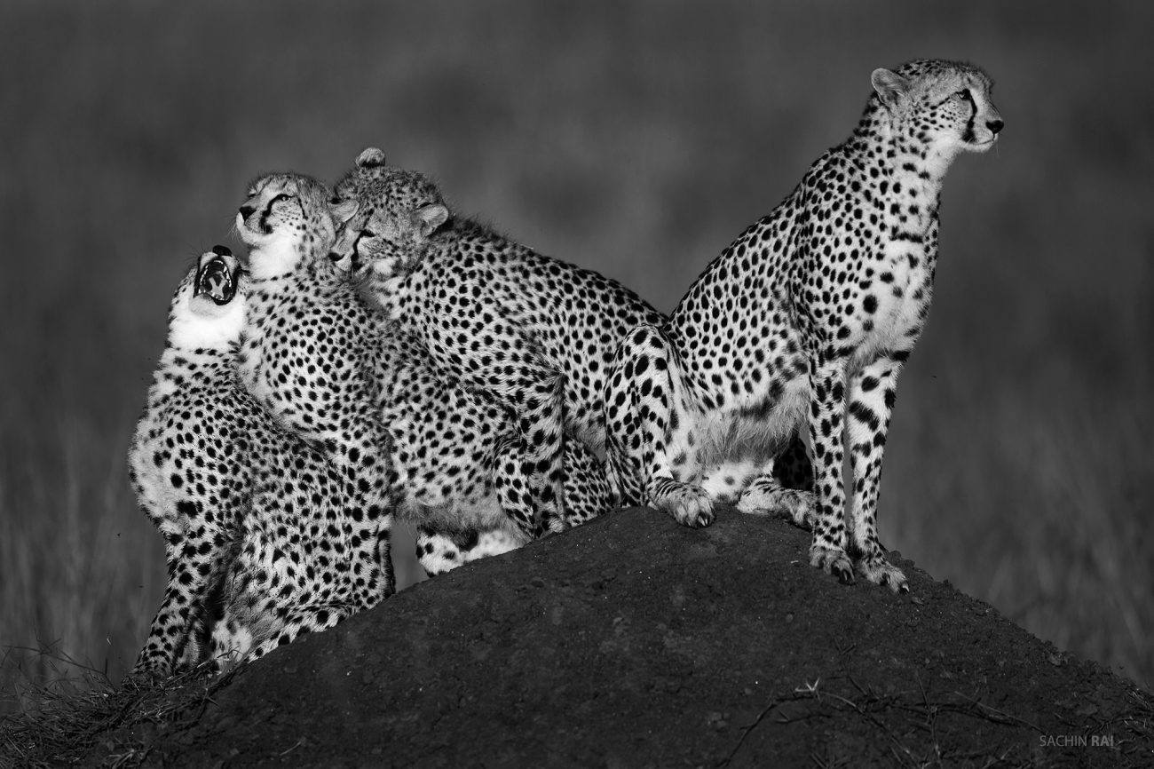 Monochrome Prints – Sachin Rai