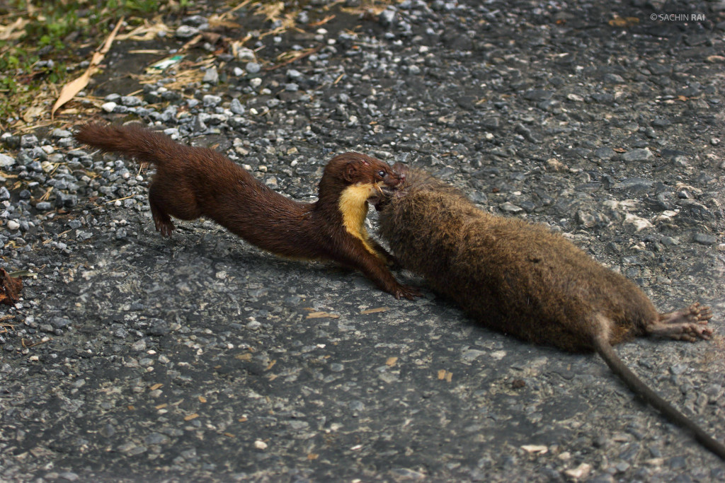 SANCTUARY ASIA – SPECIAL MENTION – 2009 – Sachin Rai