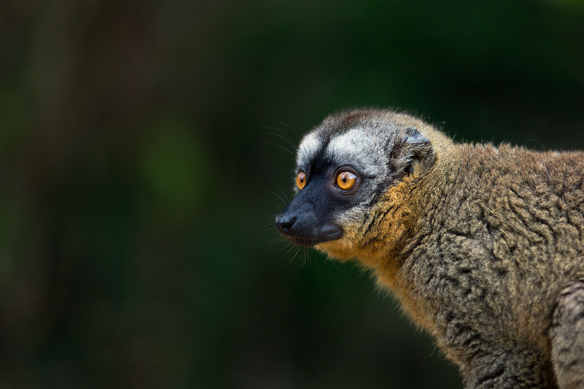 _44A0003_Common_Brown_Lemur_Madagascar_SachinRai – Sachin Rai