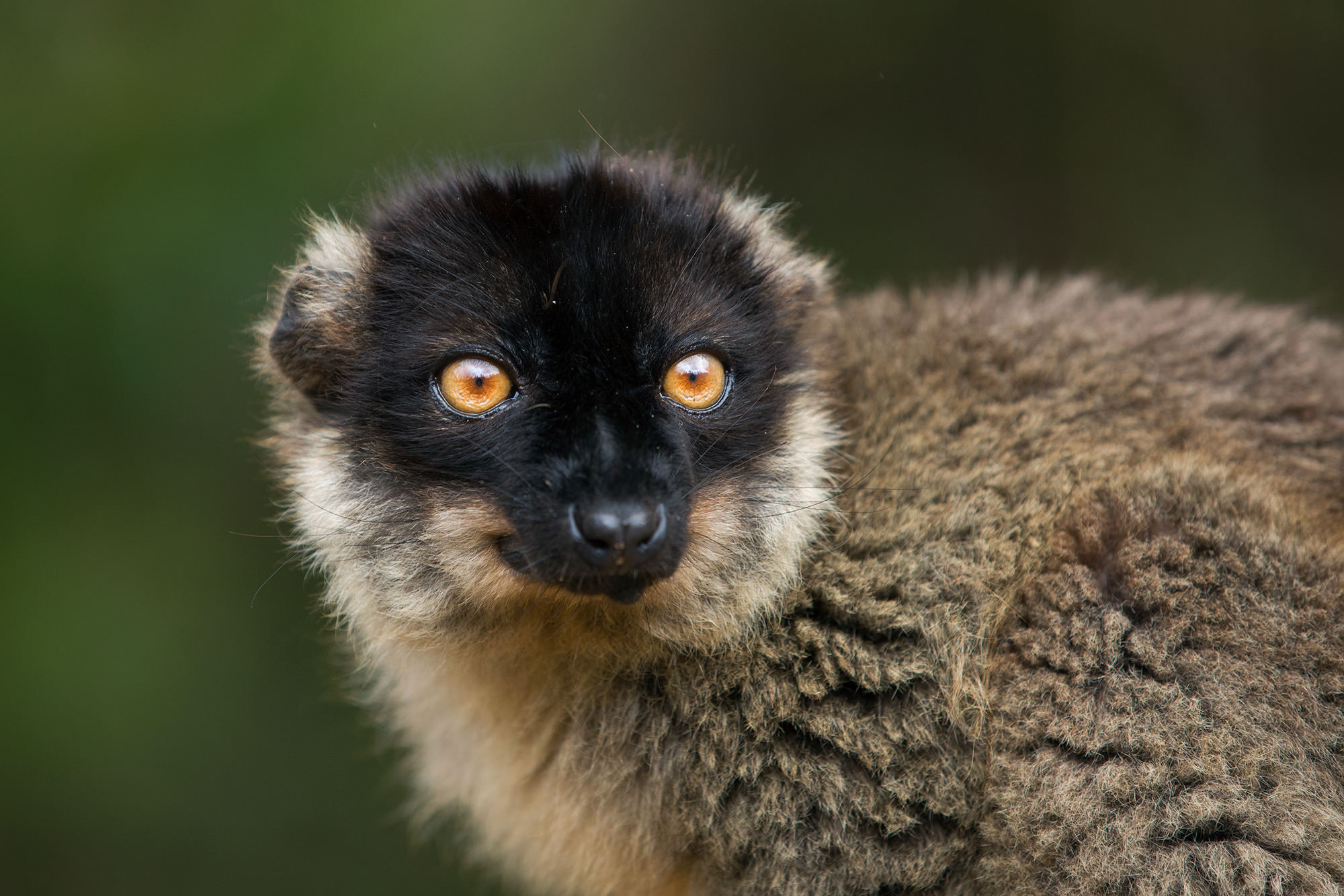 _J6A7813_Common_Brown_Lemur_Madagascar_SachinRai – Sachin Rai