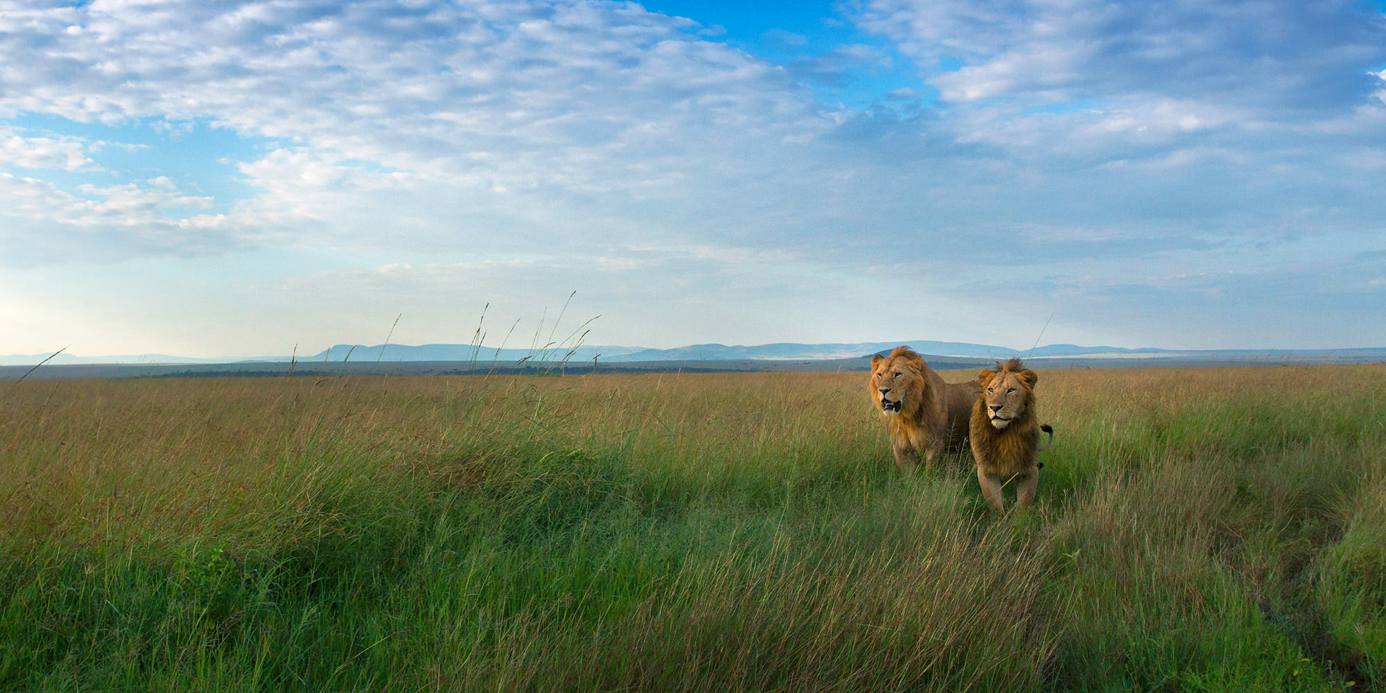 Kenya – Sachin Rai